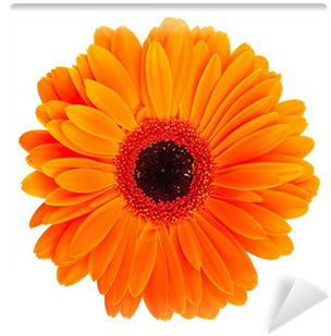 Orange Flower White Background - (400x400) Png Clipart Download