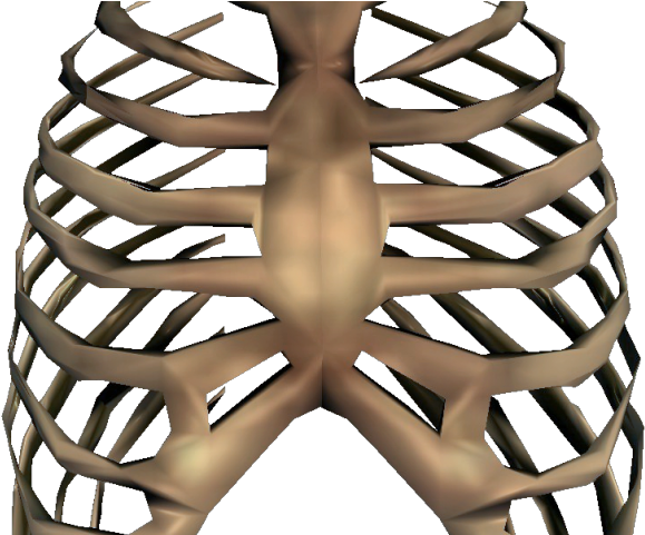 Rib Cage Png Transparent Images - Skeleton Rib Cage Png - (640x480) Png ...