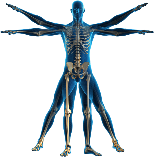 Human Body Transparent Png - (557x576) Png Clipart Download