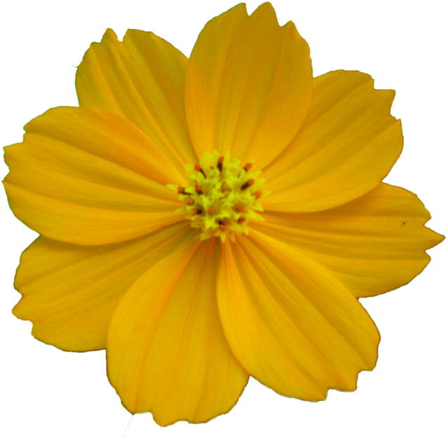 Flor Png Flower Png By Malkarma - Flor En Formato Png - (900x675) Png ...