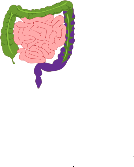Intestine Diagram Small Large Clip Art At Clker - Illustration ...