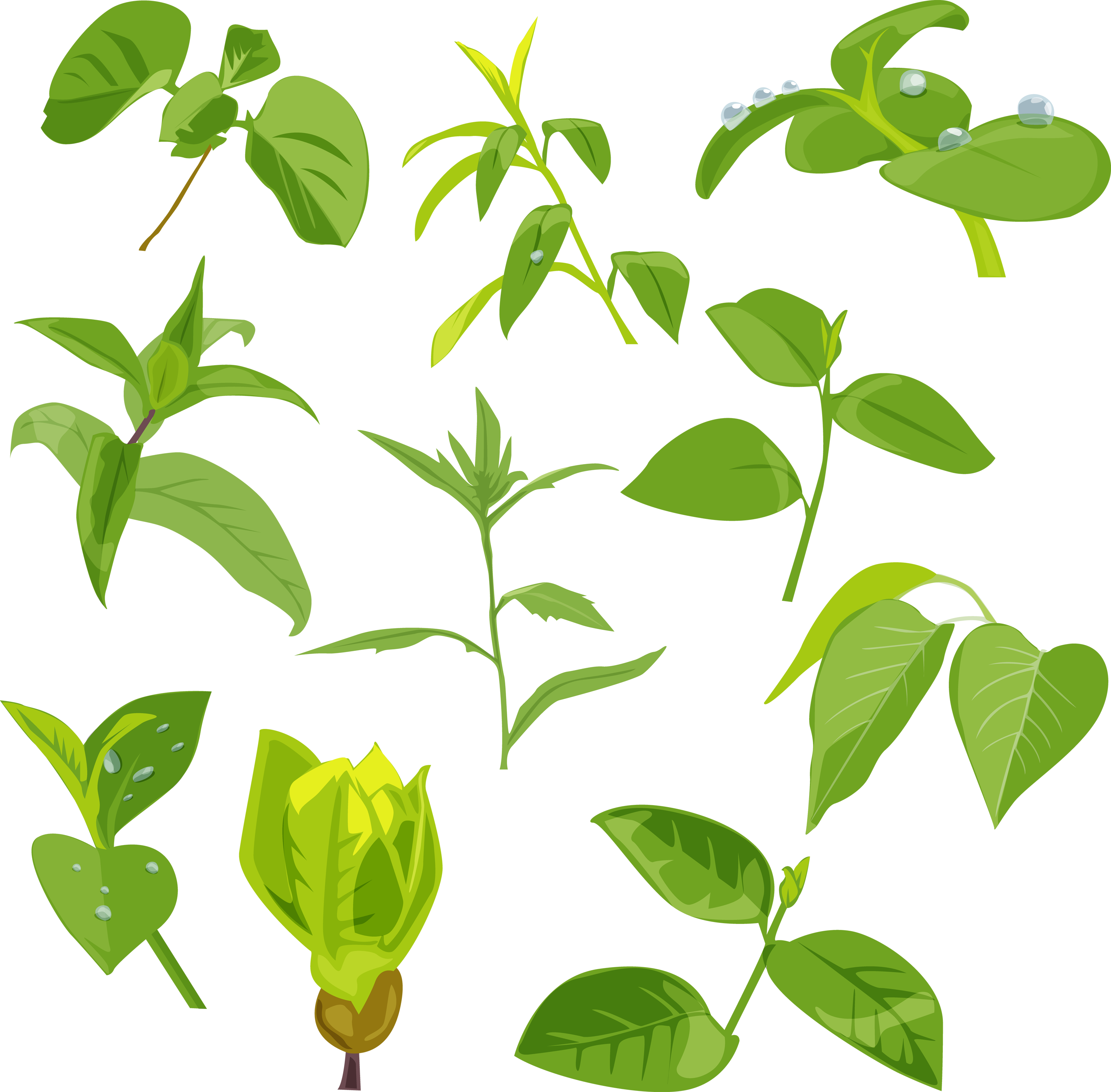 Green Leaves - Green Leaves - (2900x2852) Png Clipart Download