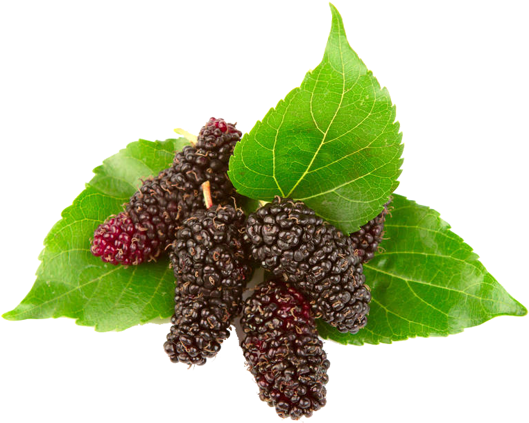 Blackberry Red Mulberry Black Mulberry Euclidean Vector - Mulberry ...