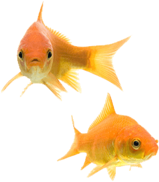Transparent Background Gold Fish Png - (400x400) Png Clipart Download