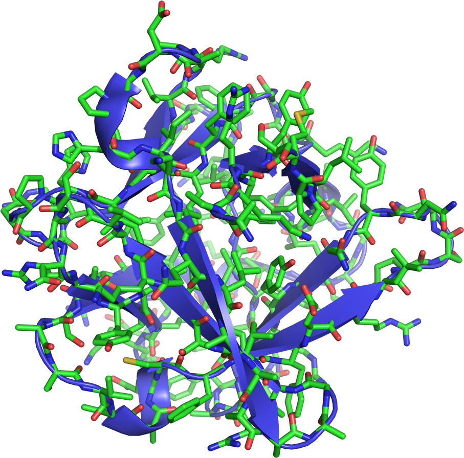 3-d Structure Of Fibroblast Growth Factor 2 Or Fgf - Fibroblast Growth ...