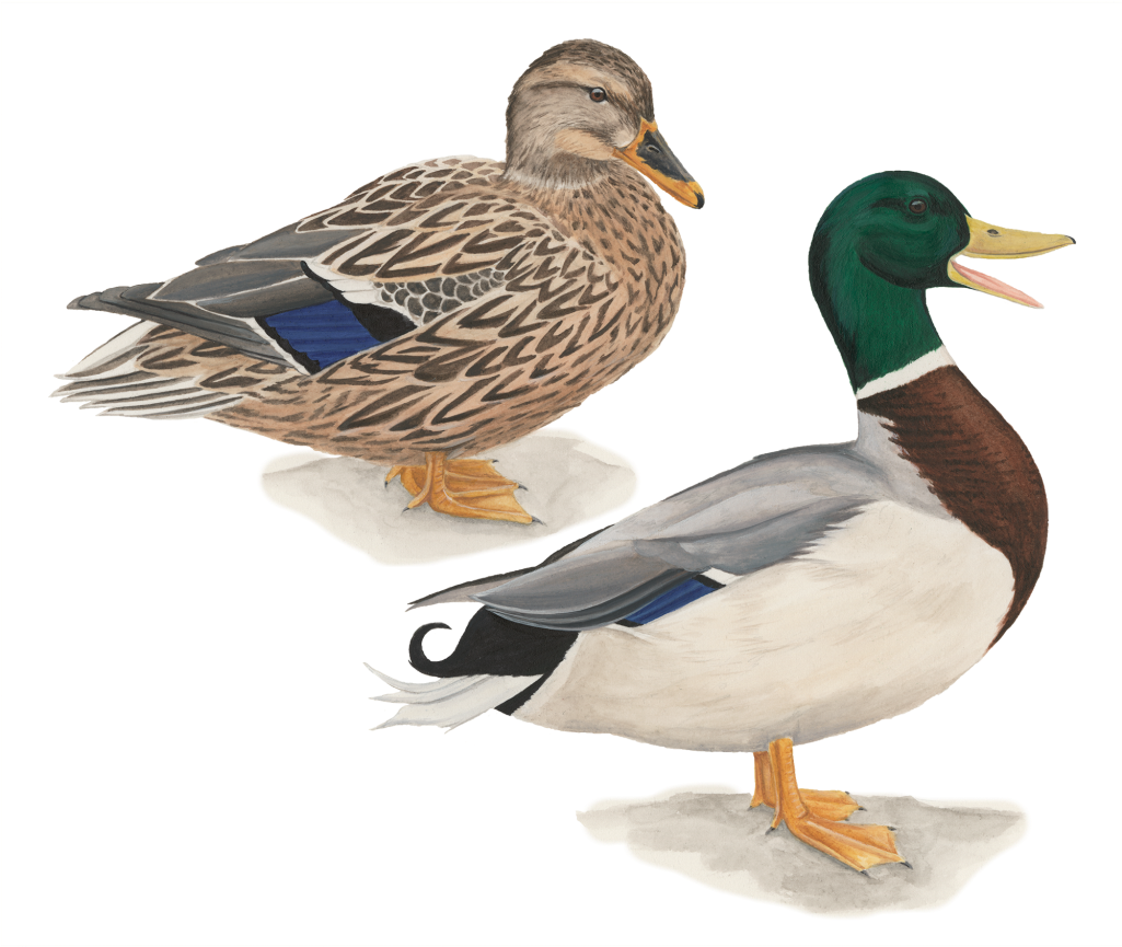 Mallard Duck Flying Drawing Download - Mallard Png - (1024x1024) Png ...