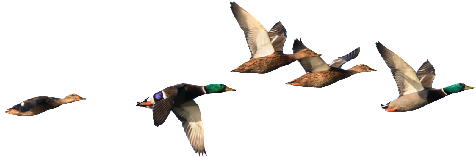 Duck Flying Gif - Duck In Flight Png - (1600x534) Png Clipart Download