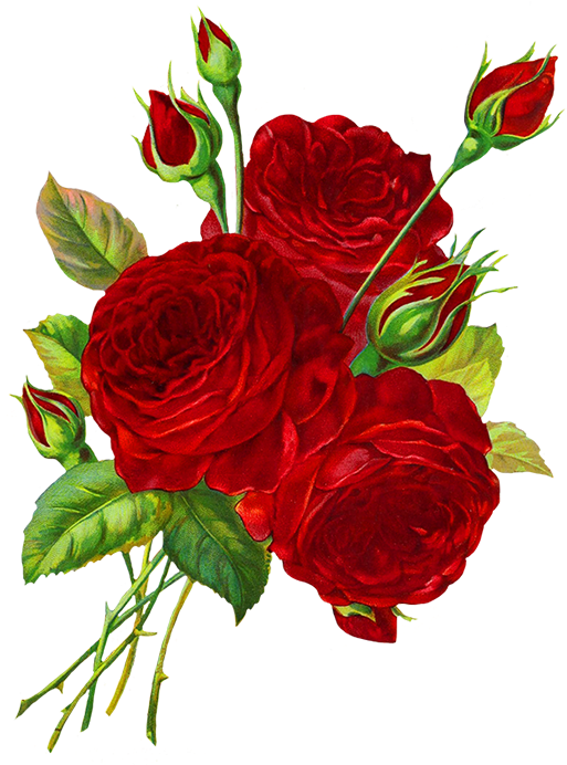 Rose Clipart - Many Red Roses Drawings - (525x709) Png Clipart Download