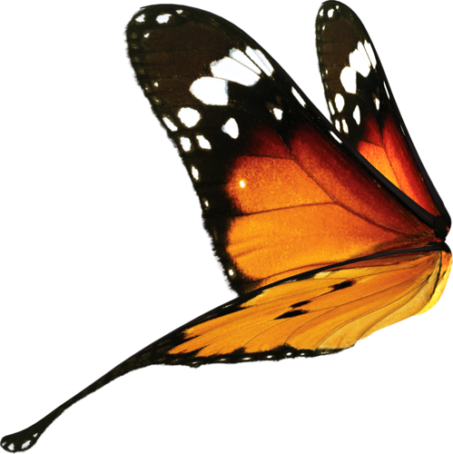 Butterfly Wings By Doloresminette - Butterfly Wings Side View Png ...