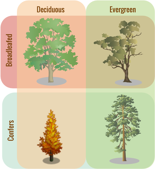 Tree Classifications - Evergreen Trees And Deciduous Trees - (553x599 ...
