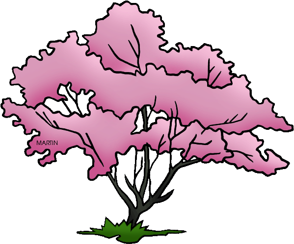 Missouri State Tree - Virginia State Tree Drawing - (648x552) Png ...