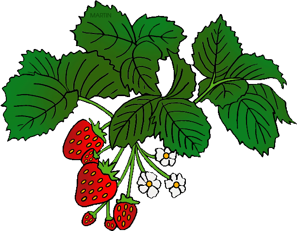 North Carolina State Red Berry - Food Chain With Labels - (648x505) Png ...