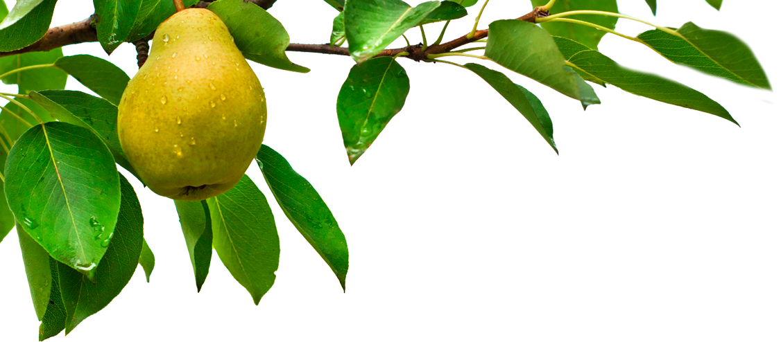 Pear Tree Transparent - (1126x494) Png Clipart Download