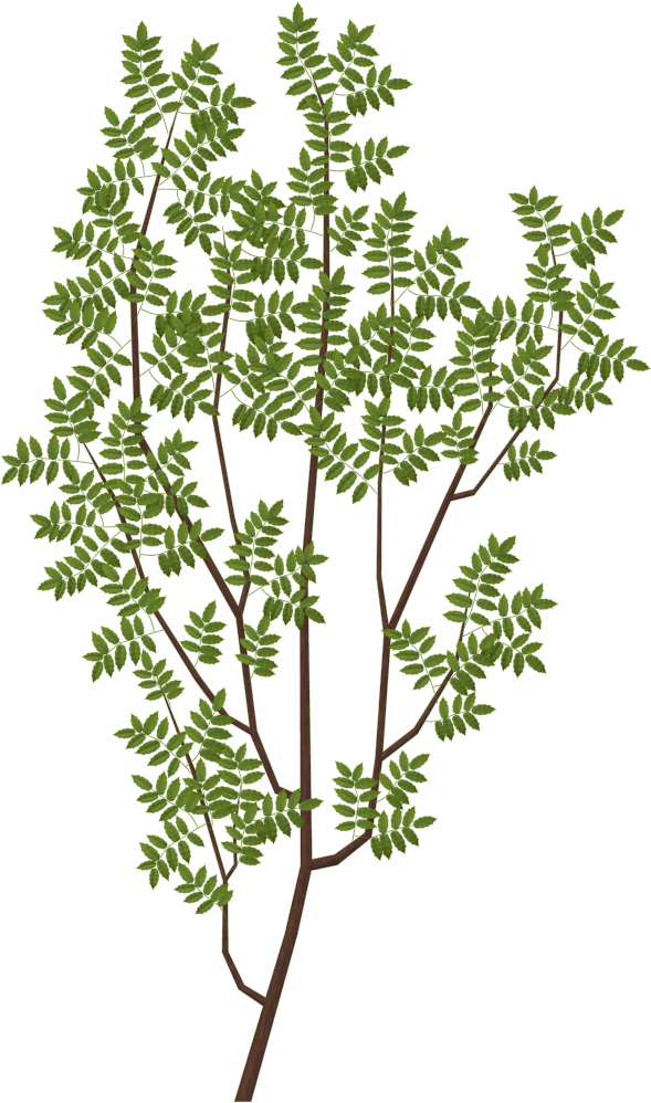 Trees Leaves 003 Col - Tree Branch Texture Transparent - (1024x1024 ...