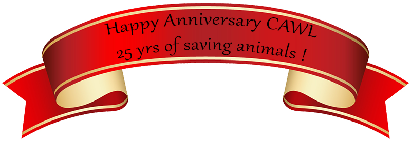 Picture - Highly Recommended Png - (800x275) Png Clipart Download