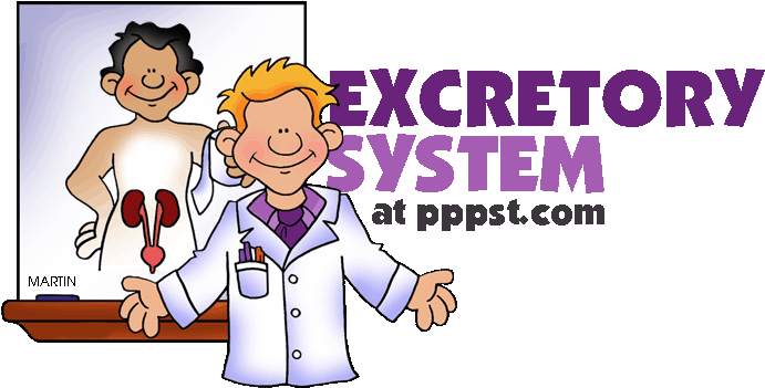 Organs Clipart Pppst - Excretory System In Humans Ppt - (709x367) Png ...