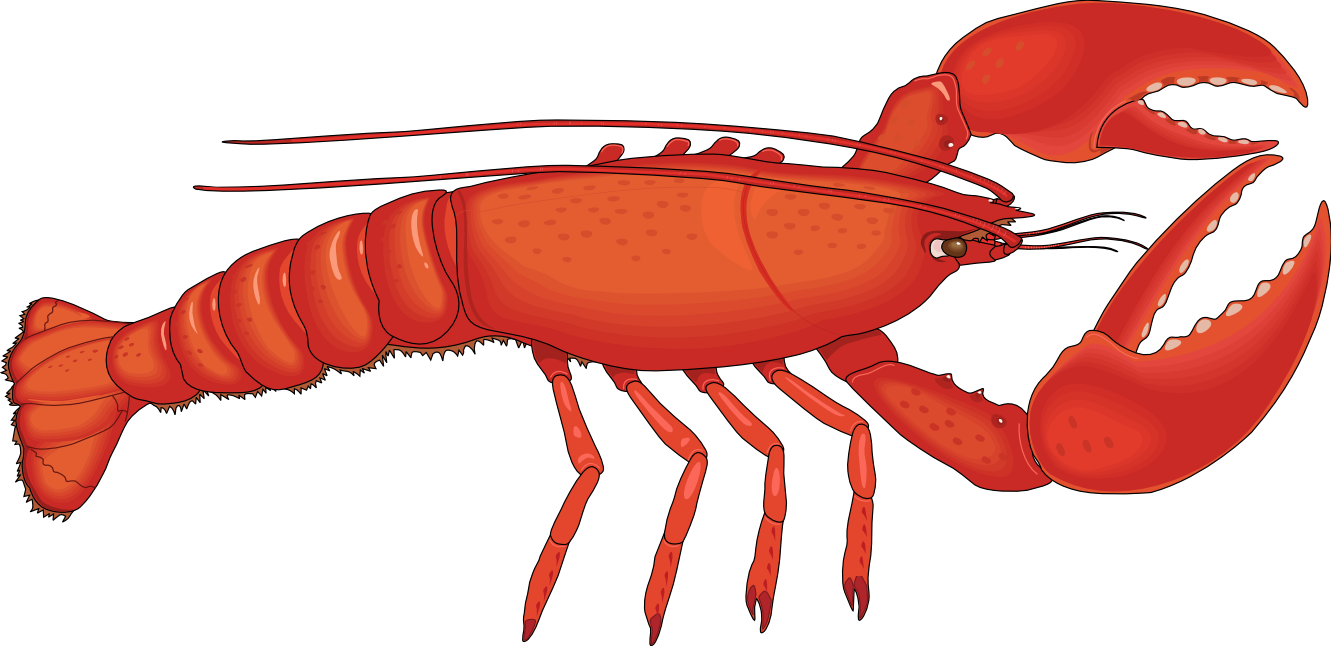 Lobster Clip Art Free Clipart Images - Lobster Clip Art Free Clipart ...