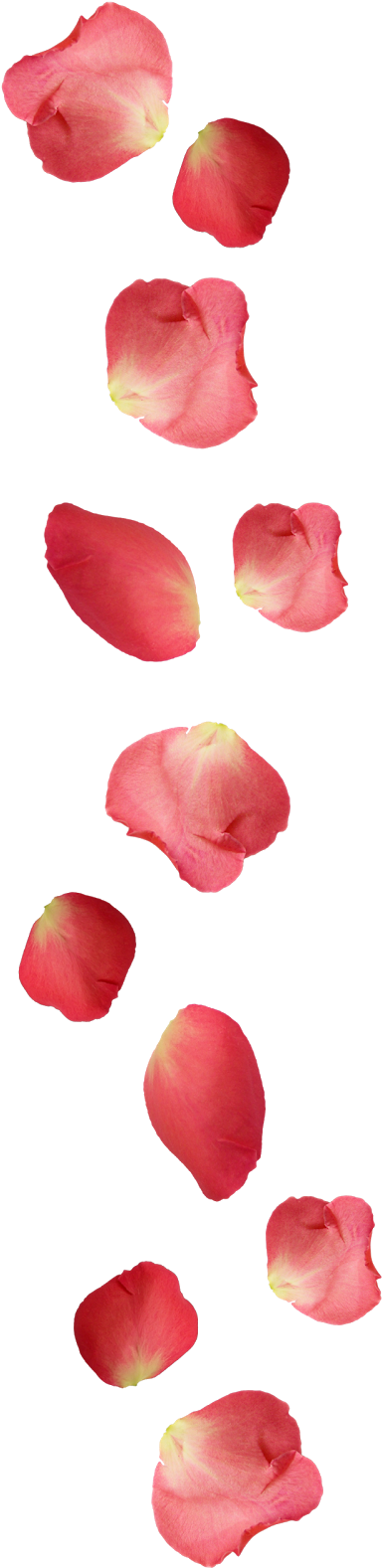 Red Rose Petals Png - Petal - (416x1600) Png Clipart Download