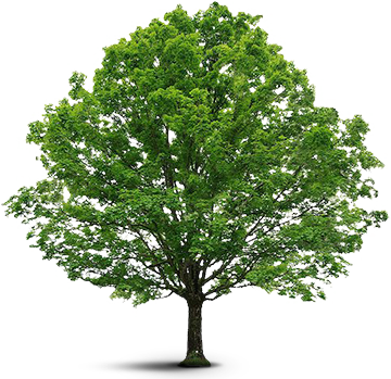 Arvore - Tree Vector - (360x349) Png Clipart Download