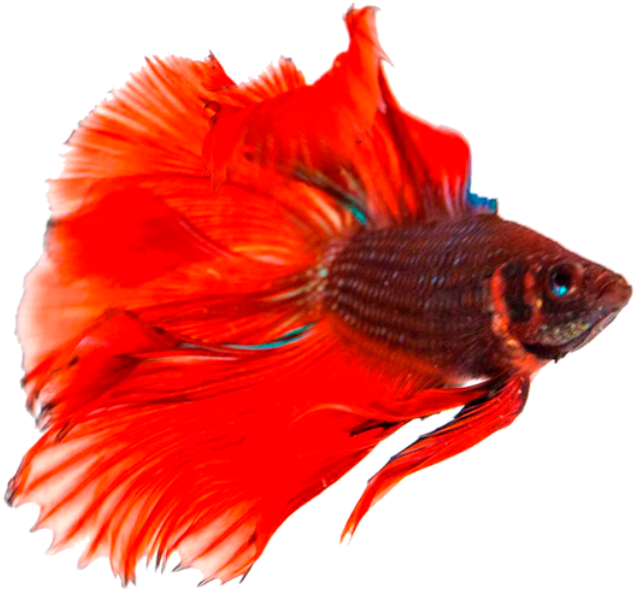 Betta Transparent Background - Transparent Background Fish Png ...