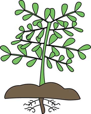 Free Plant Roots Clipart - Clip Art - Full Size PNG Clipart Images Download