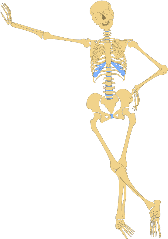 Skeleton Clipart Human Biology - Skeletal System Vector Png - (563x800 ...
