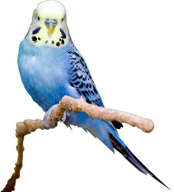 Aviary Building - Budgies Transparent - (345x380) Png Clipart Download