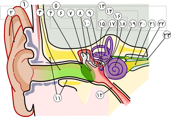 Anatomy Of The Human Ear In Farsi Numbers - Cat Ear Anatomy - (751x529 ...