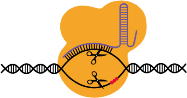 Picture1 - Genome Editing - (625x625) Png Clipart Download