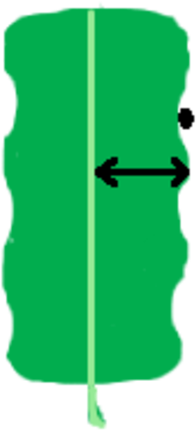 Leaf Morphology Division Pinnately Lobed - Pinnation - (330x647) Png ...