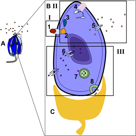 The Diagram Depicted Above Shows The Signal Transduction - Bitter Taste ...