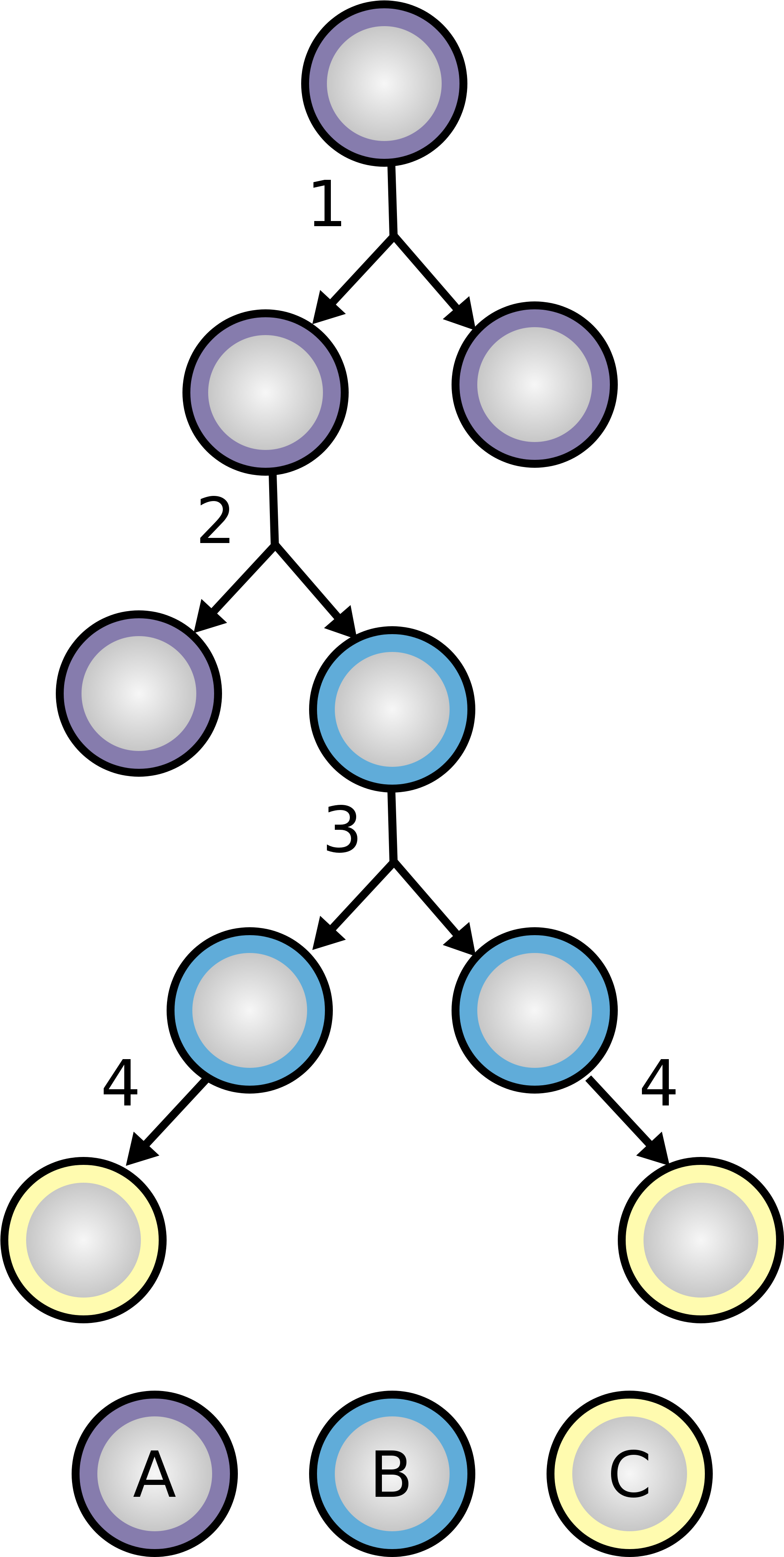 Stem Cell Division And Differentiation A - Stem Cell Division And ...