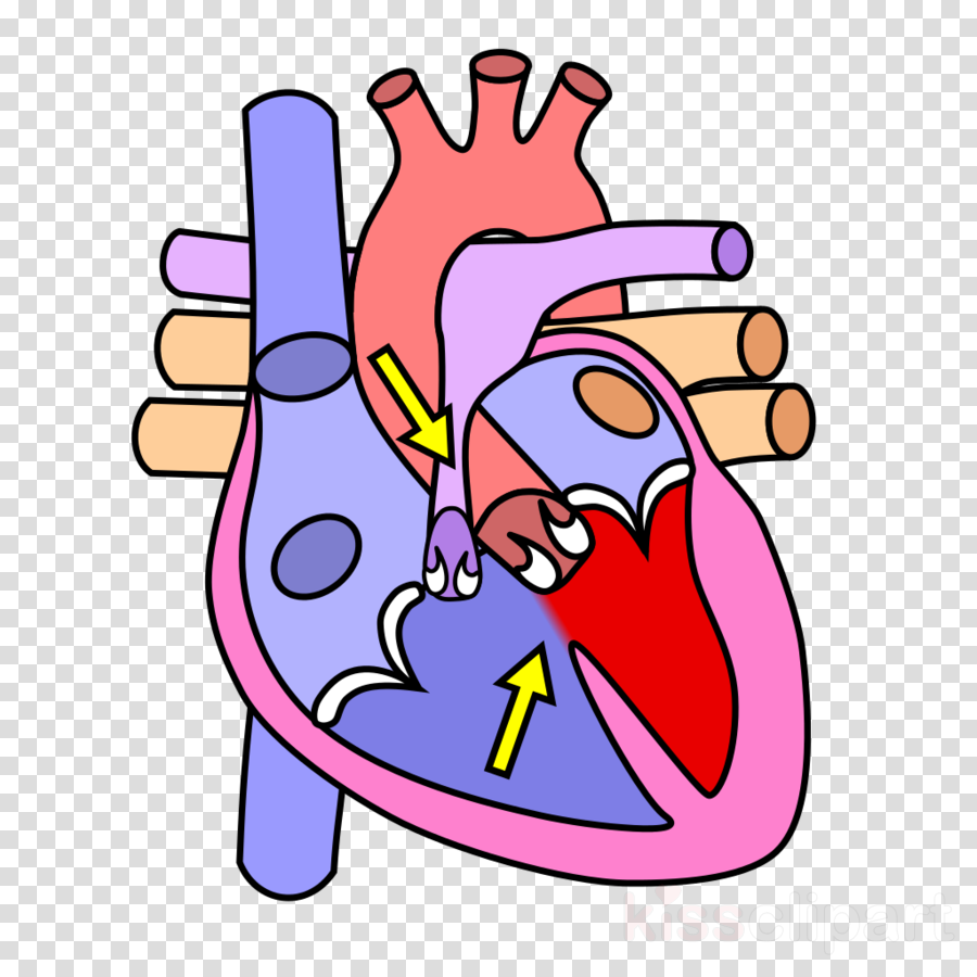 Clipart Resolution 956*1023 - Human Heart Without Labels - (900x900 ...