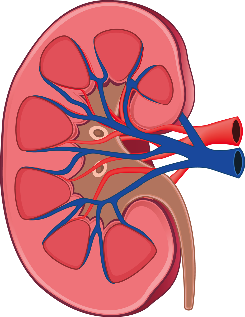 Kidney Cartoon Transparent Blackground - (928x1200) Png Clipart Download