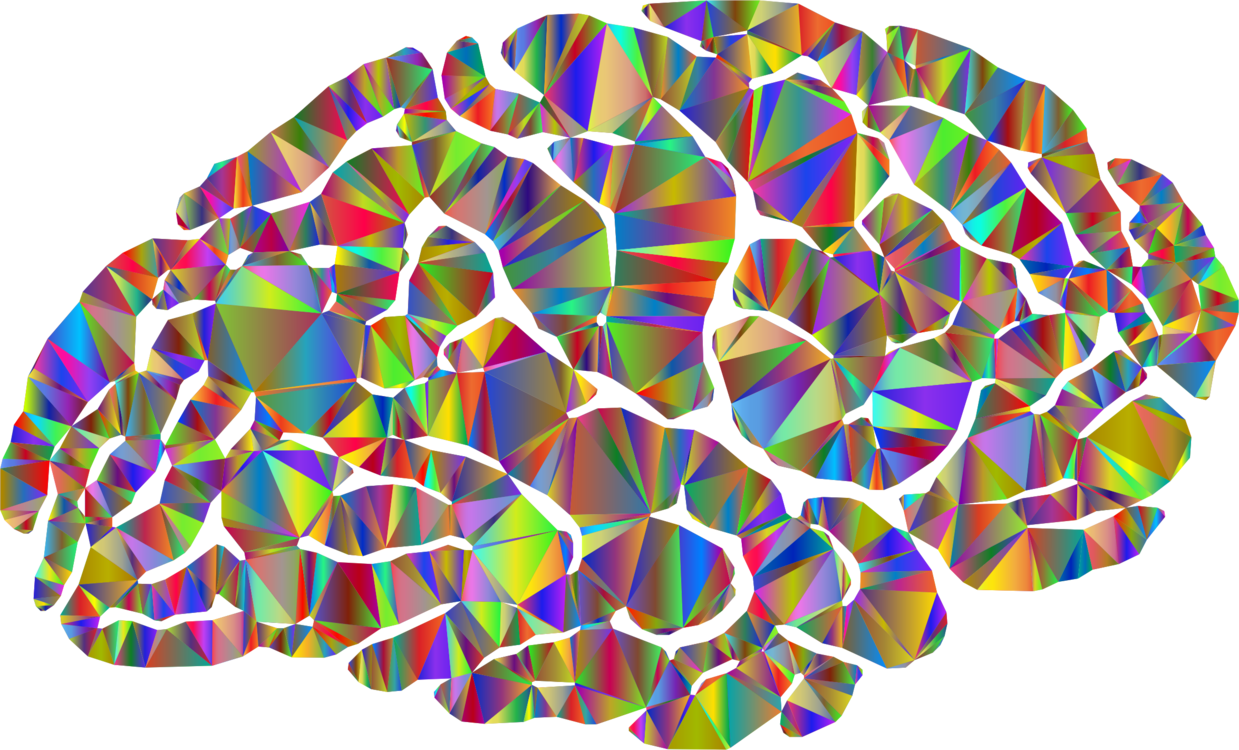 Human Brain Neuroimaging Neuroscience - Brain - (1239x750) Png Clipart ...