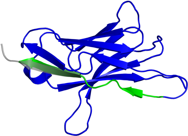 Death Clipart Cell Death - Death Clipart Cell Death - (800x800) Png ...