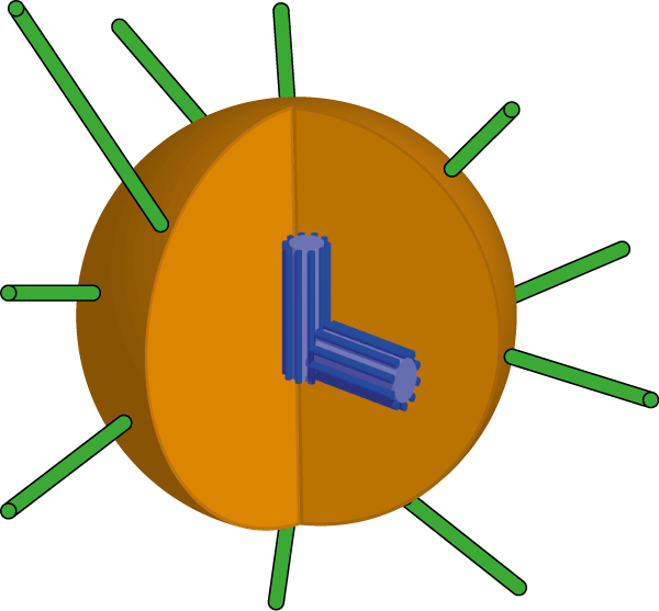 Schematic Picture Of The A Centrosome - Centrosome Model - (600x557 ...