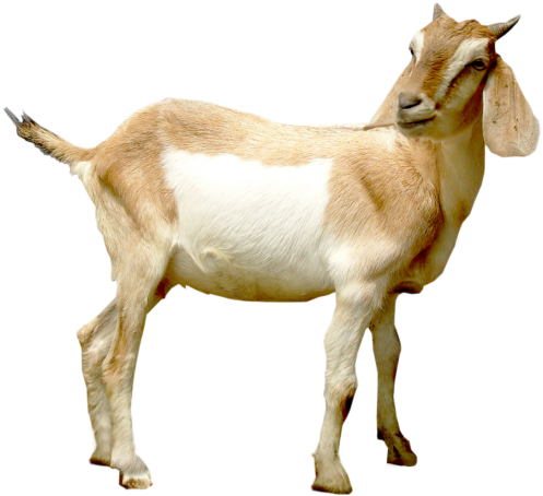 Mountain Goat Png Hd Transparent Mountain Goat Hdpng - Side View Goats ...
