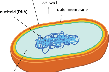 Bacteria Clipart Prokaryotic Cell - Bacteria Clipart Prokaryotic Cell ...