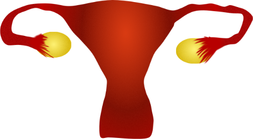 Uterus - Uterus - (500x275) Png Clipart Download