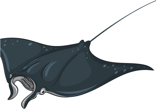 Ray Clipart Jawless Fish - Ray Clipart Jawless Fish - (640x480) Png ...