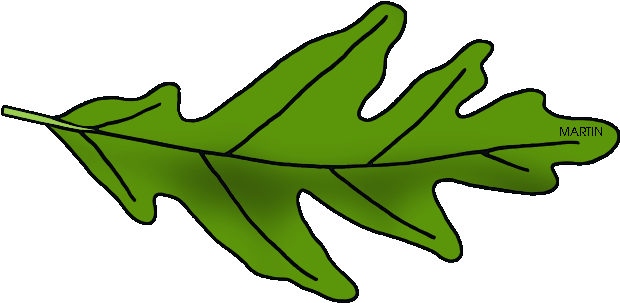 Illinois State Tree - Oak Tree Leaf Clip Art - (648x322) Png Clipart ...