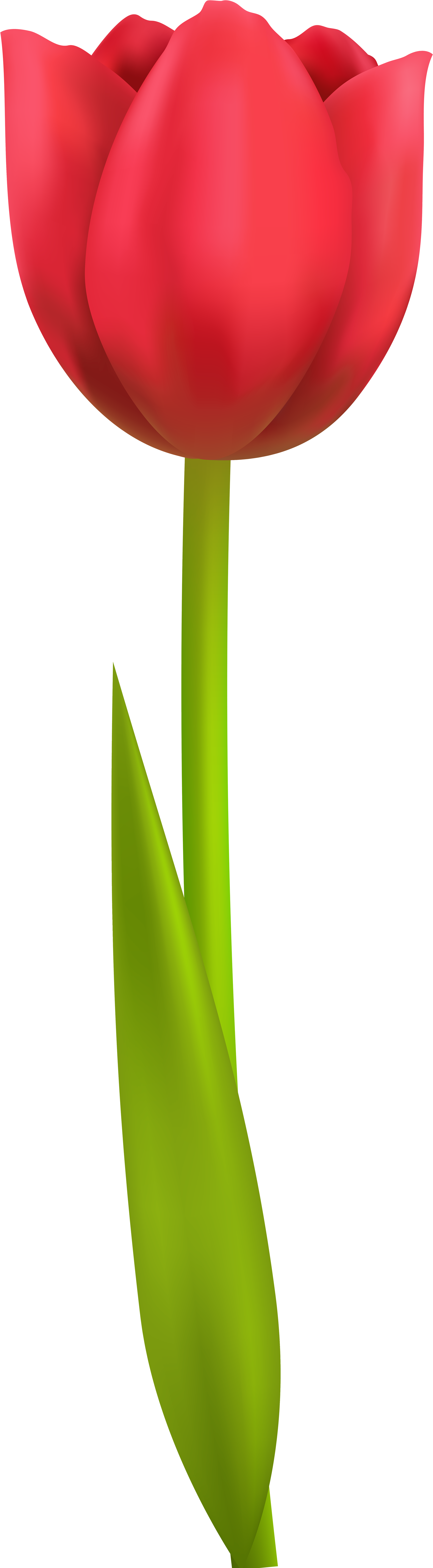 Tulip Png Transparent Clip Art Image - Tulip Png - Full Size PNG ...