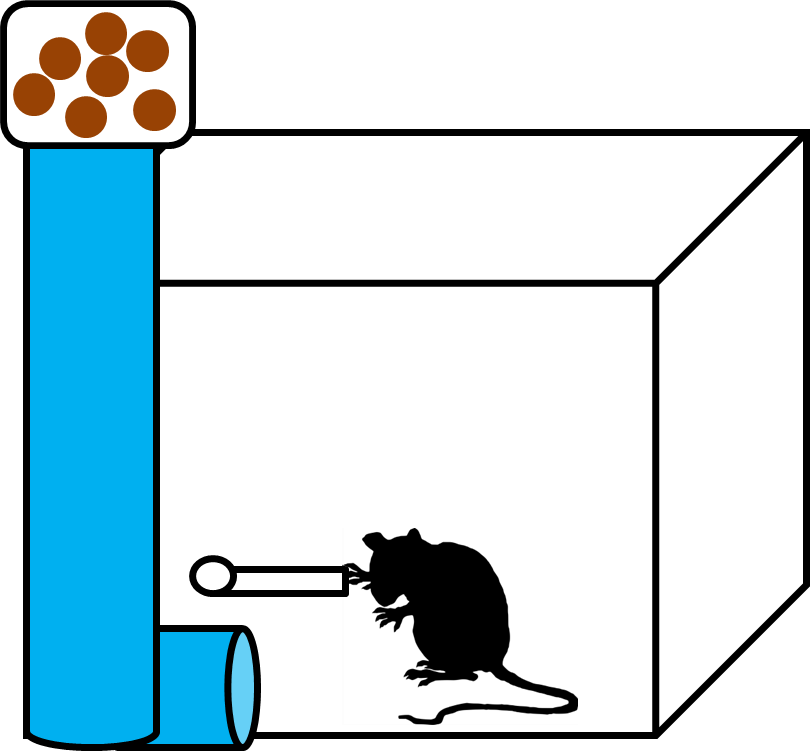 Skinner's Box Was An Early Example Of Classical Conditioning - Skinner ...