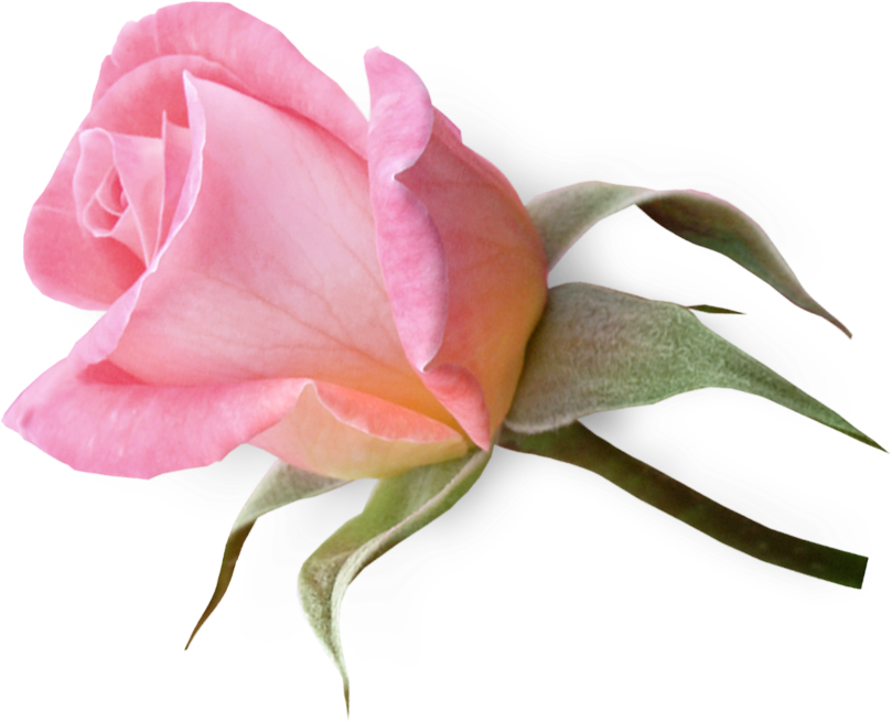 Flowerclipartpinkrosebud - Pink Rose Buds Png - (809x655) Png Clipart ...