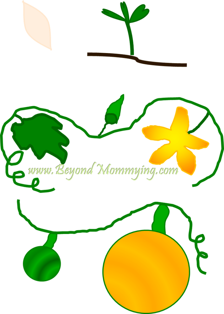 Flower Life Cycle Clipart - Flower Life Cycle Clipart - (714x1000) Png ...