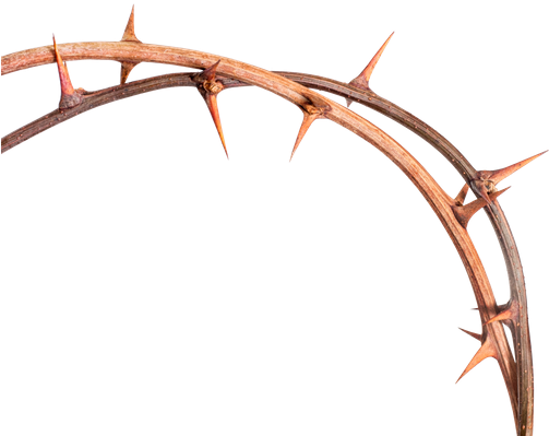 Thorn Transparent Background - Thorn Transparent Background - (550x412 ...