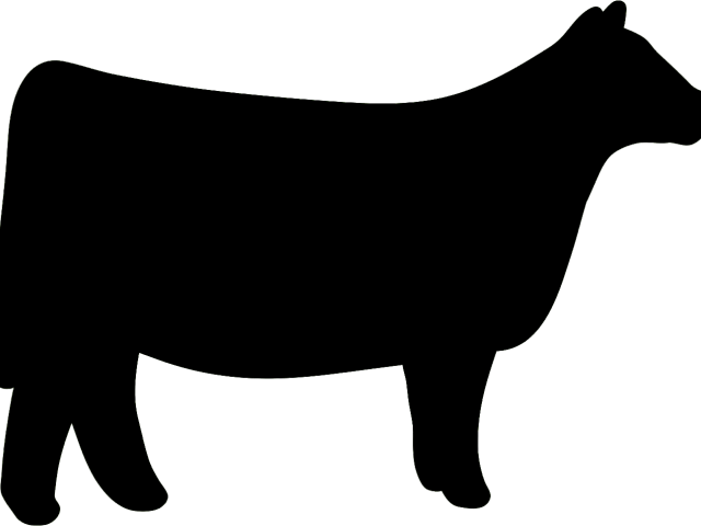 Cattle Clipart Heifer Cow - Show Heifer Silhouette - (640x480) Png ...