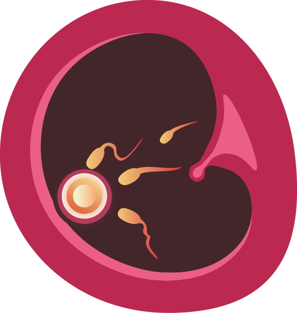 Conception - Circle - Full Size PNG Clipart Images Download