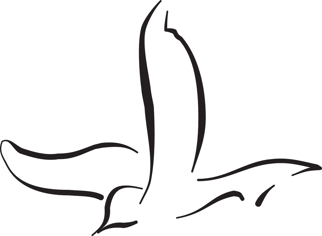 Vector Graphics, - Bird Vector Line Art - Full Size PNG Clipart Images ...